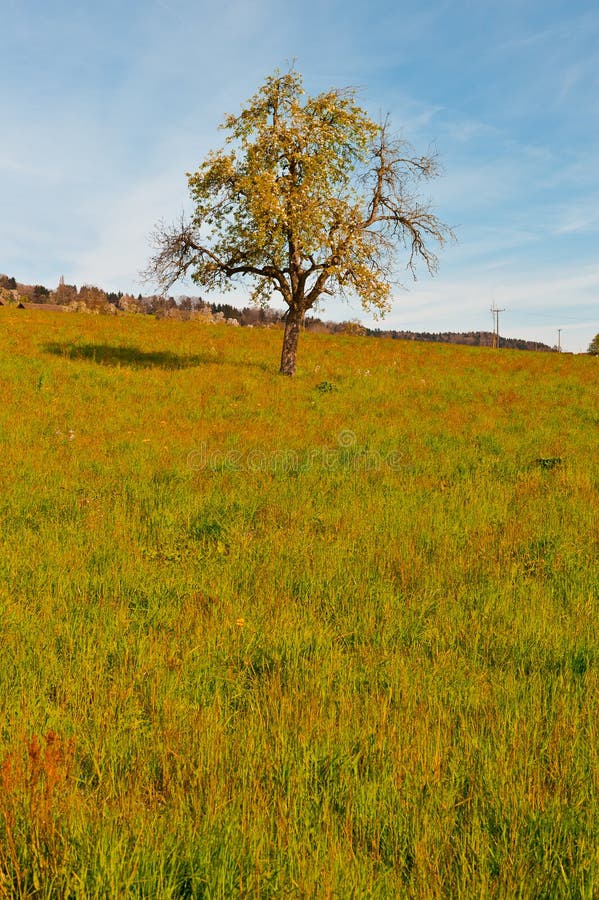 Solitary Tree stock image. Image of europe, plant, meadow - 26203853