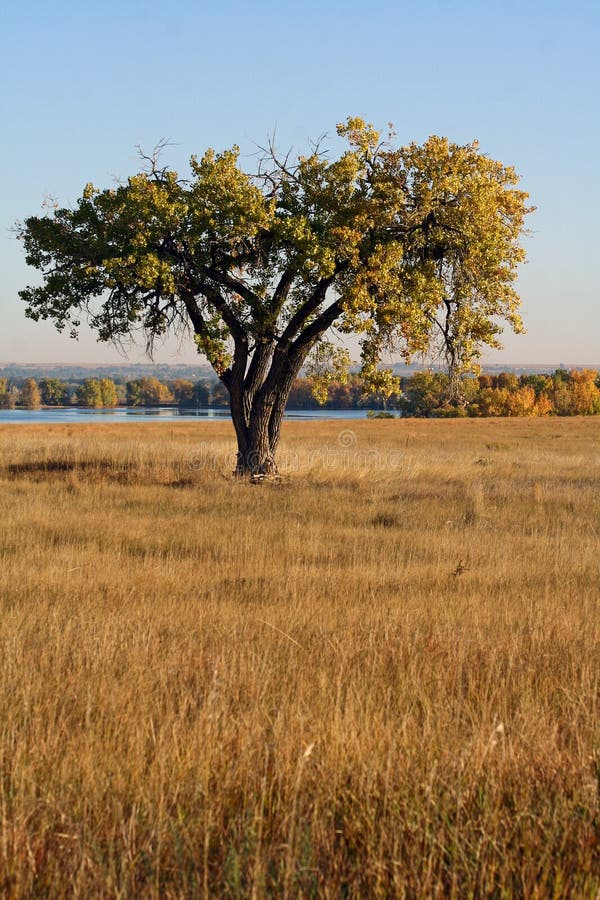 Solitary Tree stock image. Image of photograph, trees - 26796455