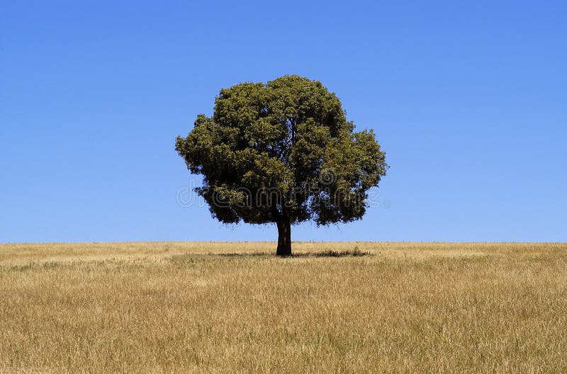 Solitary Tree stock image. Image of blue, cloudless, tree - 3411467
