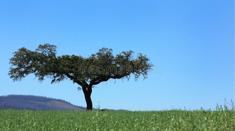 Solitary Tree , Picture. Image: 5096052