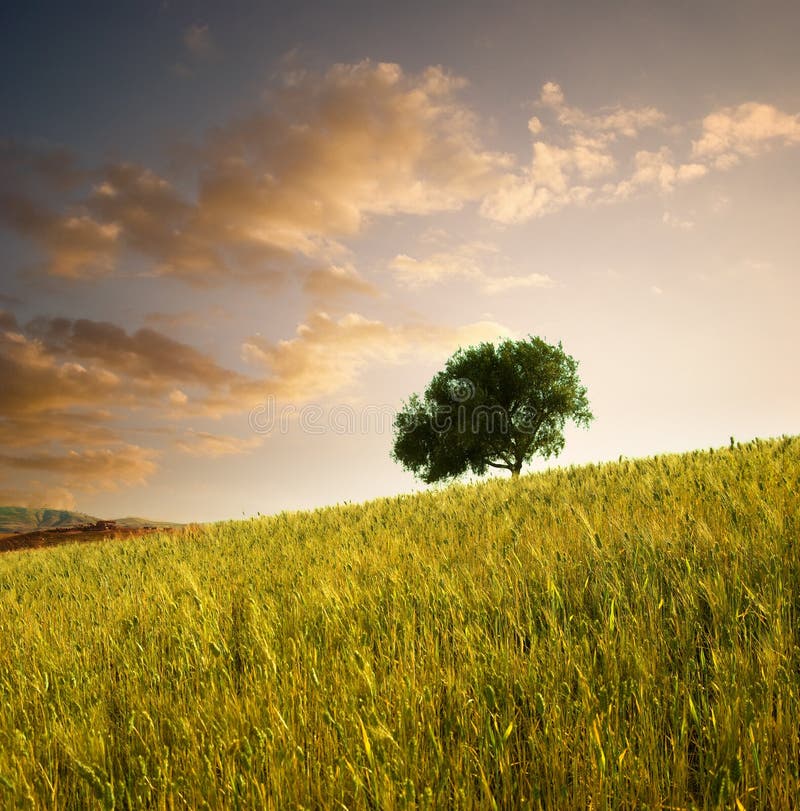 Solitary Tree in a Snowy Field Stock Image - Image of froze, frosty ...