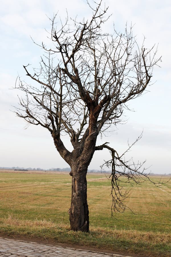 Solitary tree stock image. Image of field, empty, emptiness - 7656943