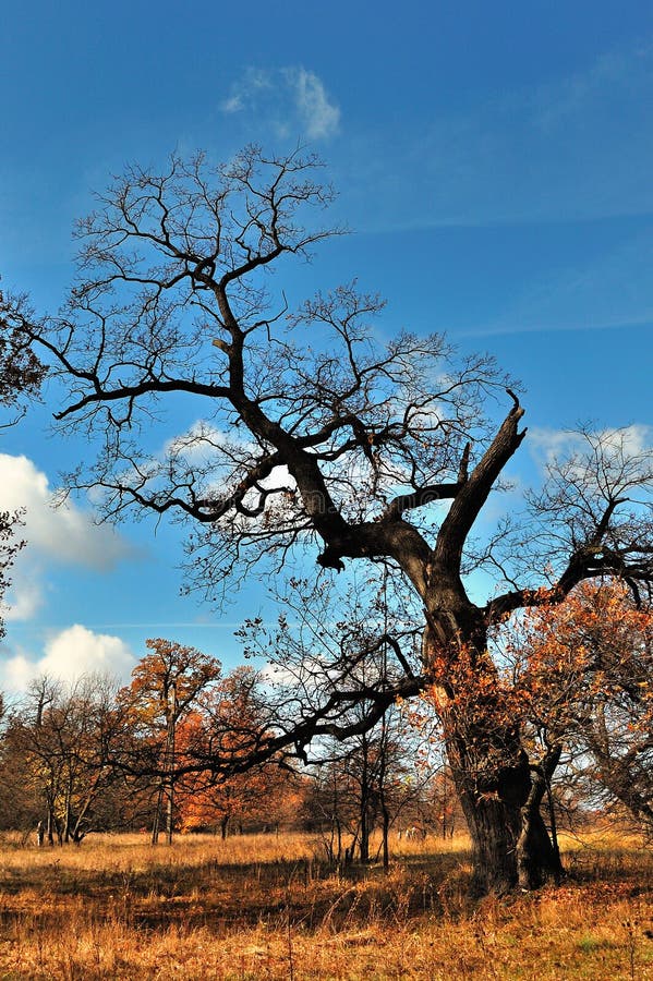 Solitary tree stock photo. Image of solitude, autumn, herb - 9863966