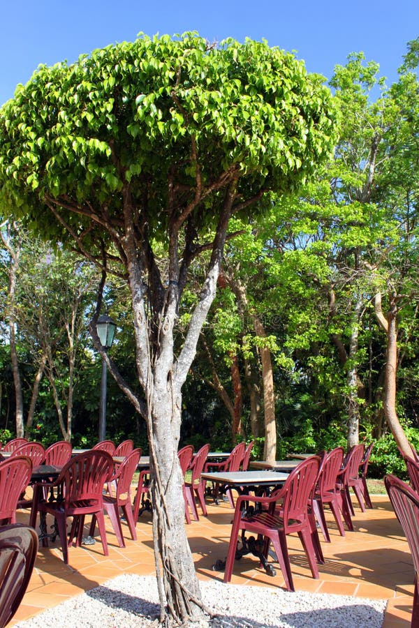 Solitary tree stock photo. Image of seats, greenery, foliage - 34228074