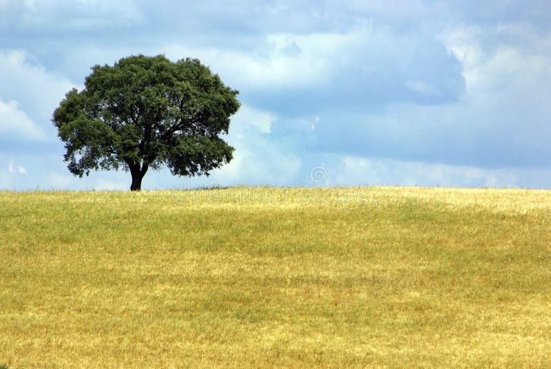 Solitary tree in field. stock image. Image of large, clouds - 5383341
