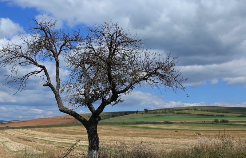 Solitary tree stock photo. Image of nature, panoramic - 77953148