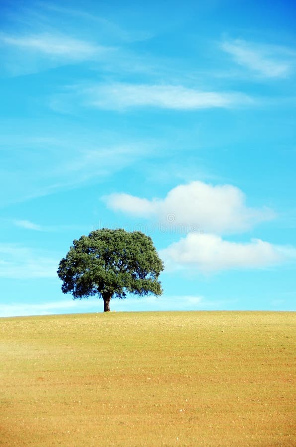 Solitary tree in field. stock image. Image of large, clouds - 5383341
