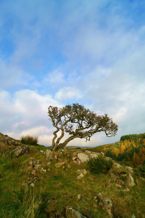 Solitary tree stock photo. Image of gnarled, landscape - 35381210