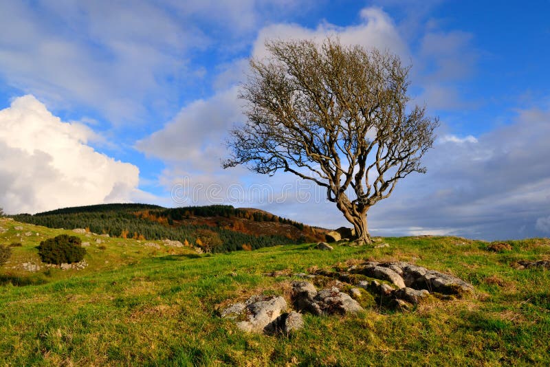 Solitary tree stock image. Image of country, scotland - 35401567