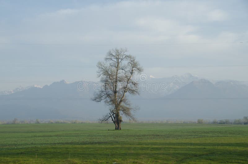 Only Tree at an Open Field with Blue Sky . the only Tree in the Field ...
