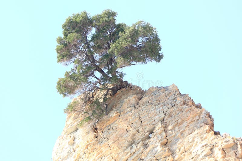 Lone tree stock photo. Image of blue, mountain, native - 367146342