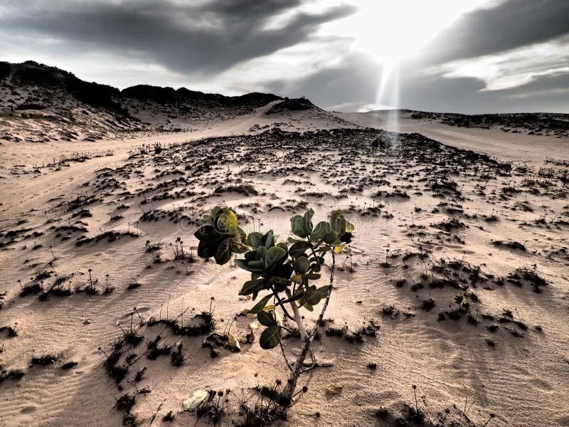 Solitary tree stock photo. Image of paraglading, aeolic - 40811888