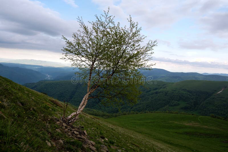 Solitary Tree on Hillside with Mountains in Distance Stock Photo ...
