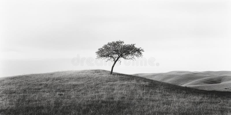 Solitary Tree on Hilltop Landscape Stock Illustration - Illustration of ...