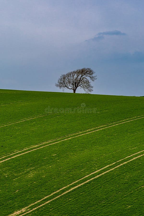 A Tree on the Horizon Behind Farmland Stock Photo - Image of scenery ...