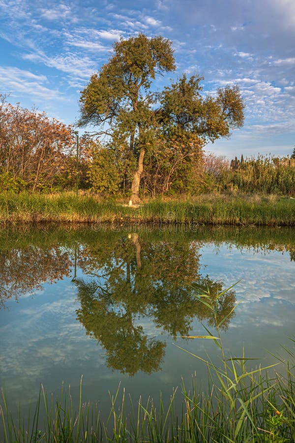 Solitary Tree and Its Reflection on the Bank of a River Stock Image ...