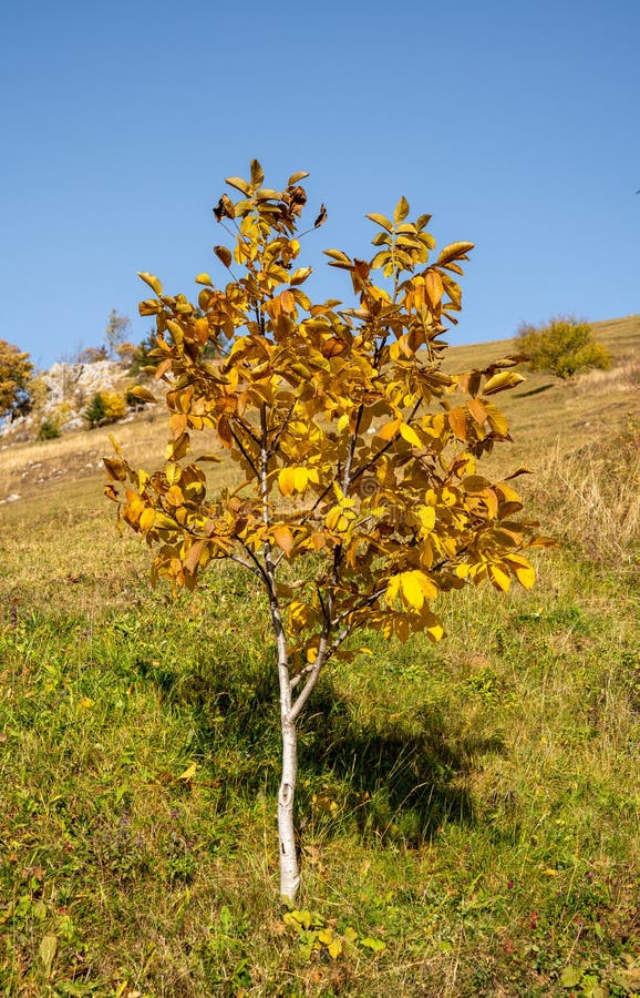 Solitary Tree Proudly Stands on a Picturesque Hillside Stock Image ...