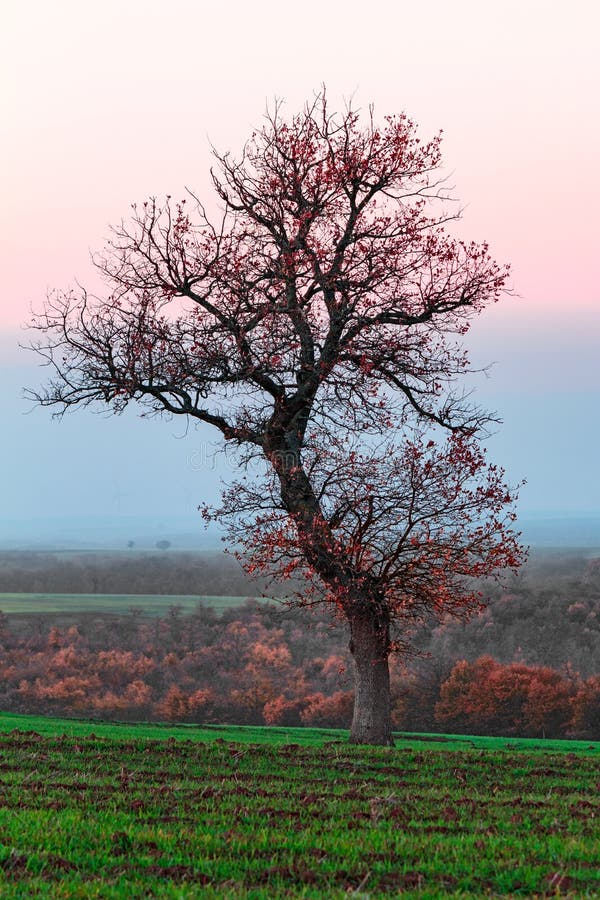 Solitary tree stock photo. Image of meadow, depression - 65268824