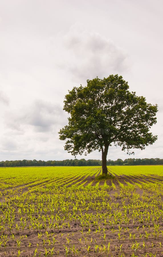 Solitary Tree in a Silage Maize Field Stock Image - Image of bright ...