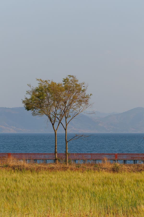 Solitary Tree Stands Atop a Lush Green Field, with the Vast Expanse of ... Solitary Tree Stands Atop a Lush Green Field, with the Vast Expanse of ...