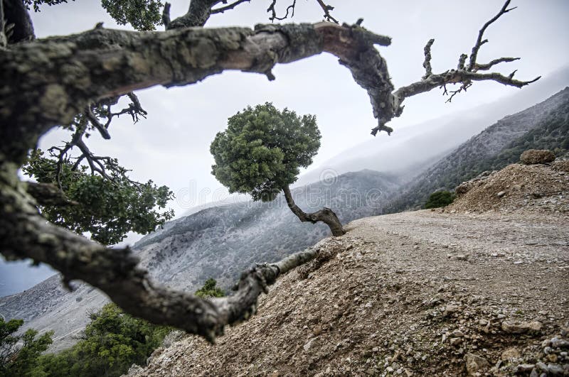 Solitary Tree Stands Atop a Misty Mountain Peak Stock Photo - Image of ...