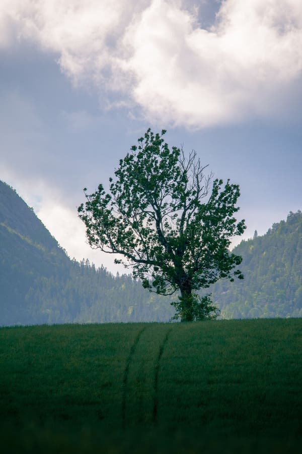 Solitary Tree Stands in a Lush Green Field, Mountains in the Background ... Solitary Tree Stands in a Lush Green Field, Mountains in the Background ...