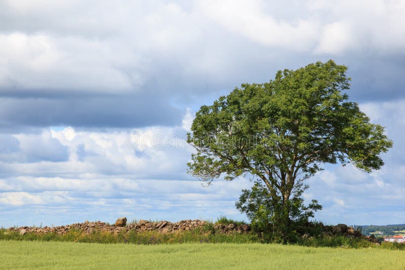 Solitary tree stock photo. Image of cultivated, solitude - 38196812