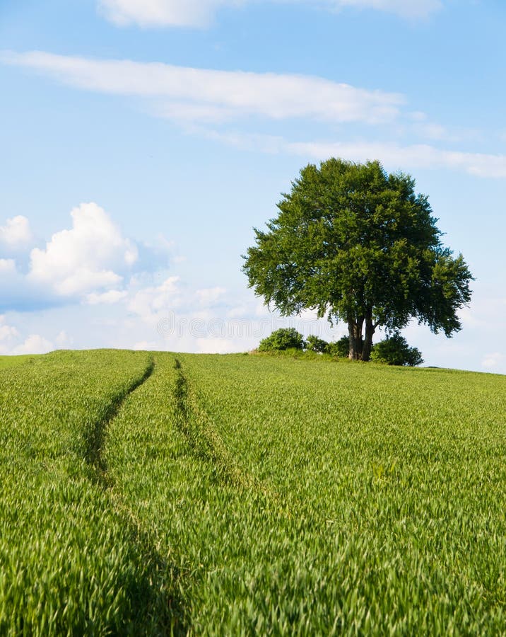 Solitary Big Oak Tree in the Middle of Field Stock Photo - Image of ...