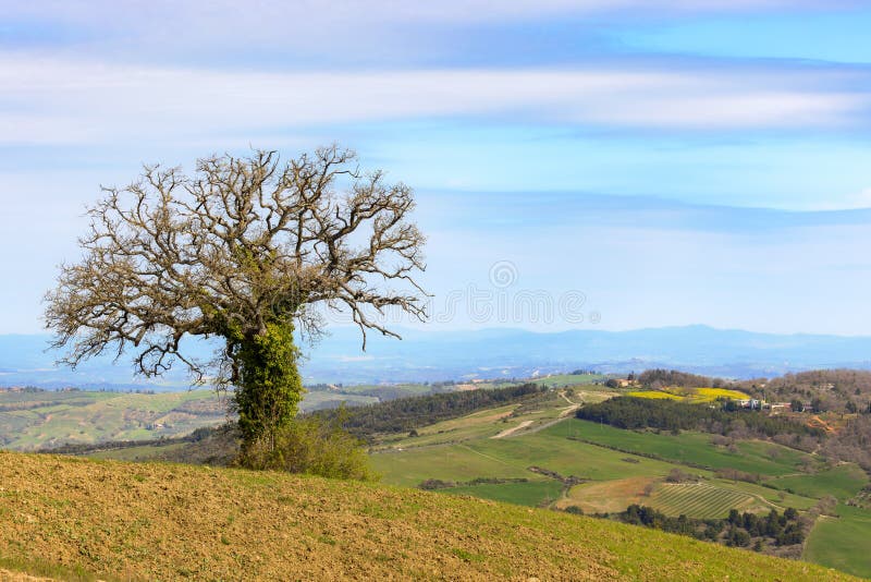 Solitary tree in Tuscany stock image. Image of idyllic - 257789717