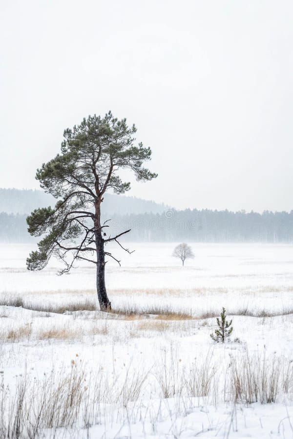 Winter Landscape with Solitary Tree Stock Illustration - Illustration ...
