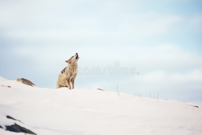 Solitary Wolf Howling on Snow-covered Hill Stock Illustration ...