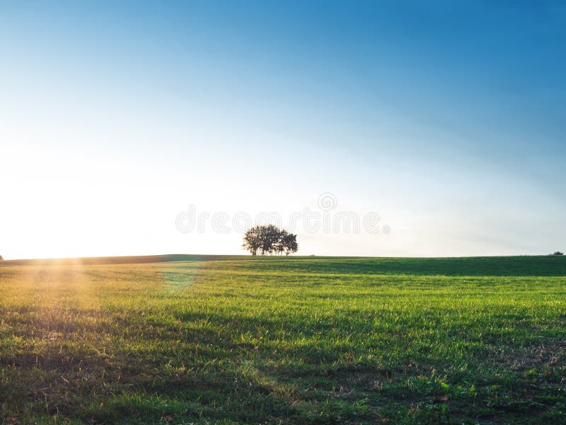 Solitude Concept: Single Tree Standing on a Meadow Stock Photo - Image ...