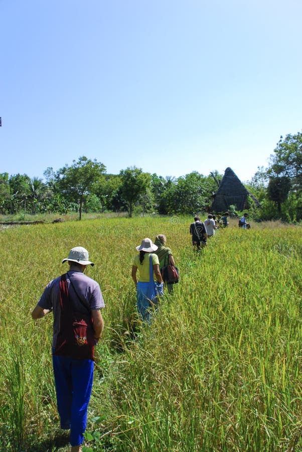 Solitude farm in Auroville editorial photography. Image of environment ...