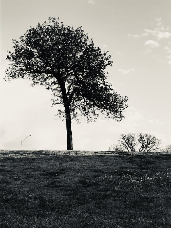 Solitude stock image. Image of tree, lonely, hill, solitude - 139103719
