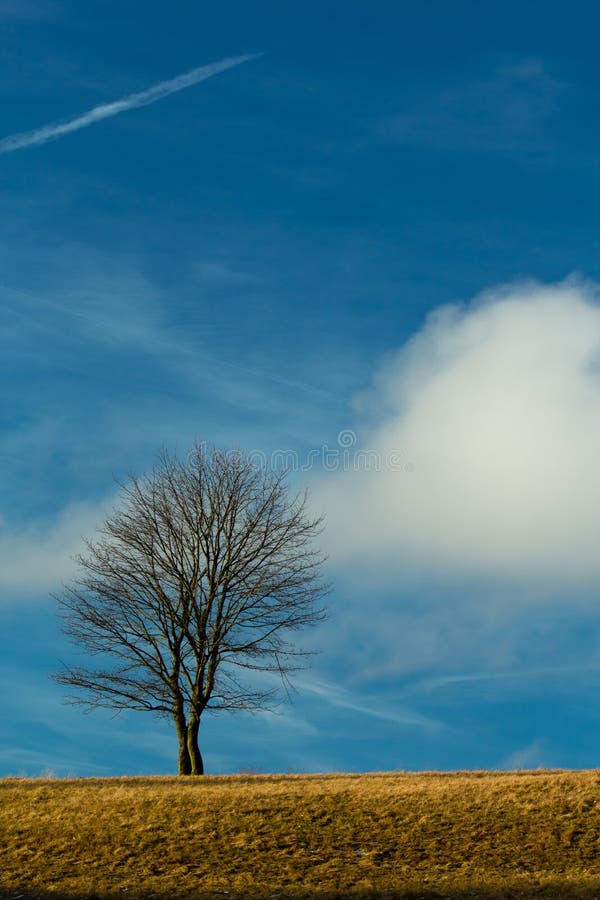 Solitude standing stock photo. Image of meadow, environment - 40516680