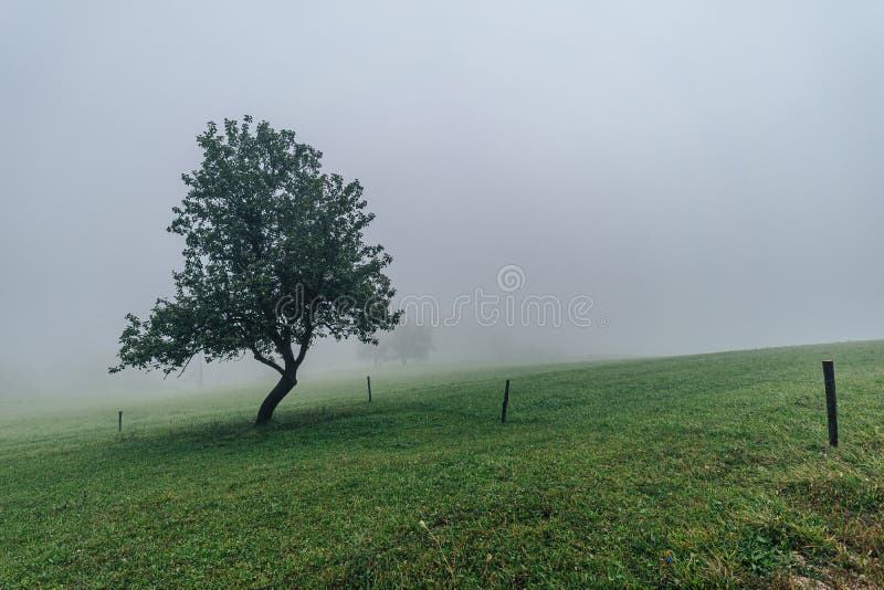 Solitude Standing Tree in a Fog Stock Image - Image of grass, landscape ...
