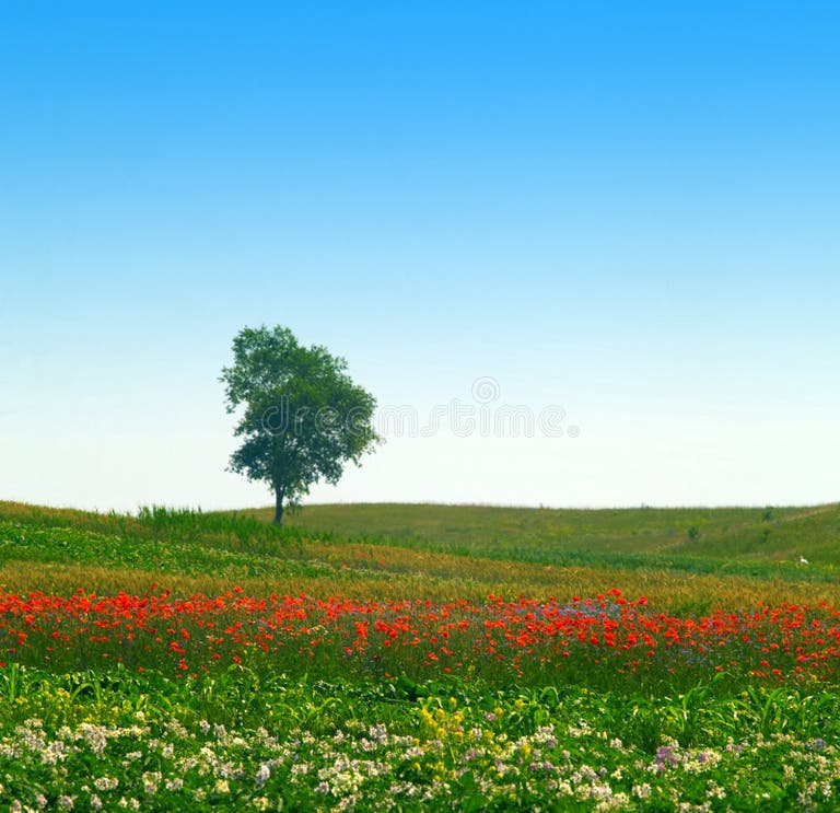 Solitude tree stock photo. Image of tree, poppy, meadow - 3963270