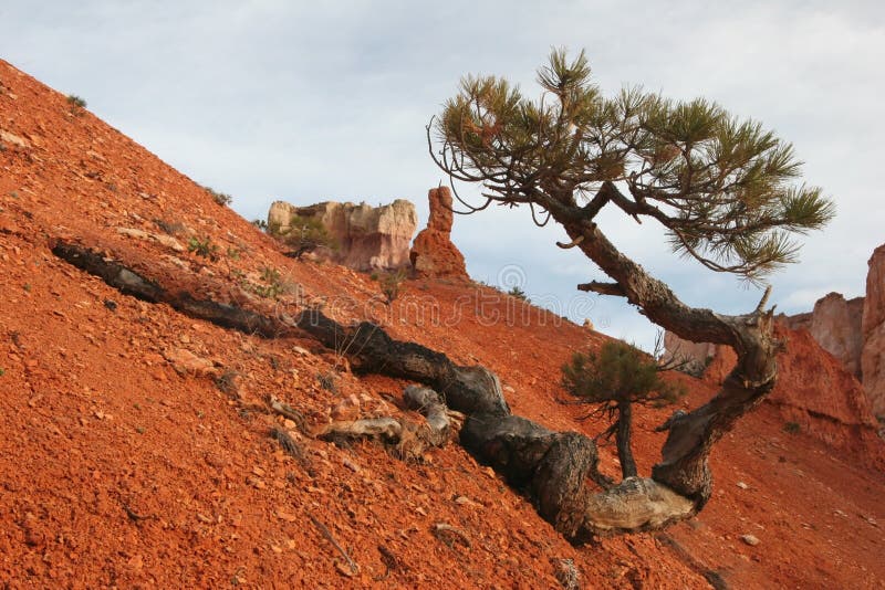Solitude tree stock photo. Image of rock, arizona, range - 5366350