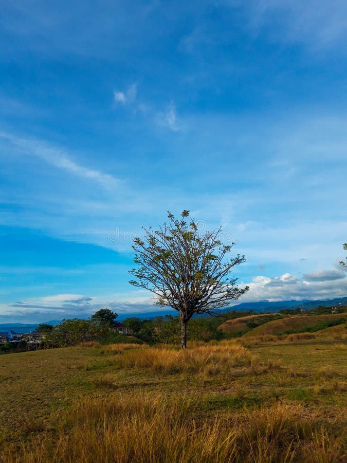 Solitude Under the Vast Sky. a Single Tree Standing Tall in the Open ...