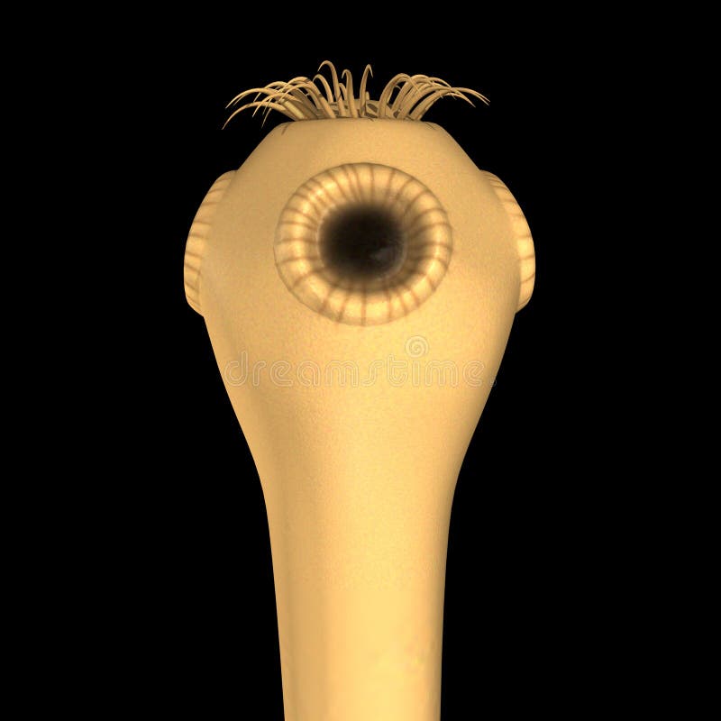 Solium de la tenia imagen de archivo. Imagen de cinta - 45342443