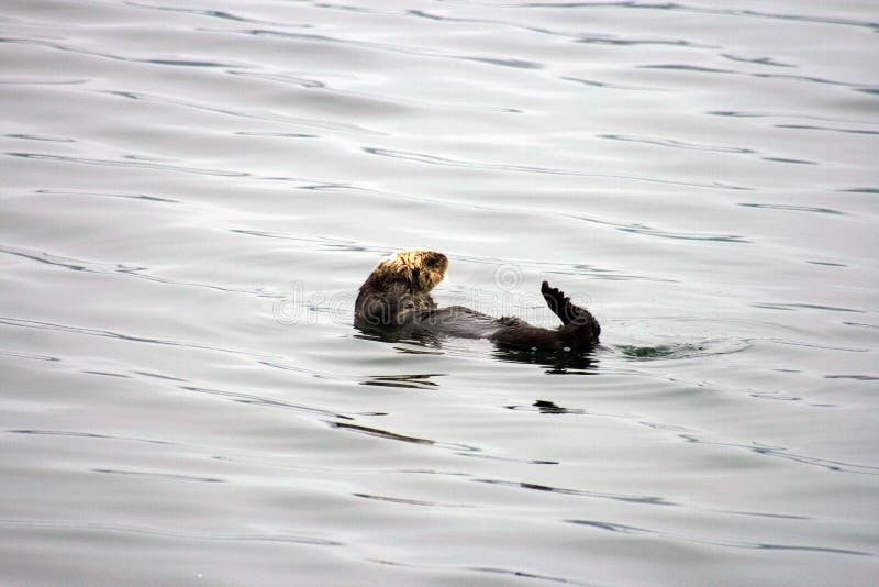 Solletico Prossimo La Mia Pancia Immagine Stock - Immagine di sorriso ...