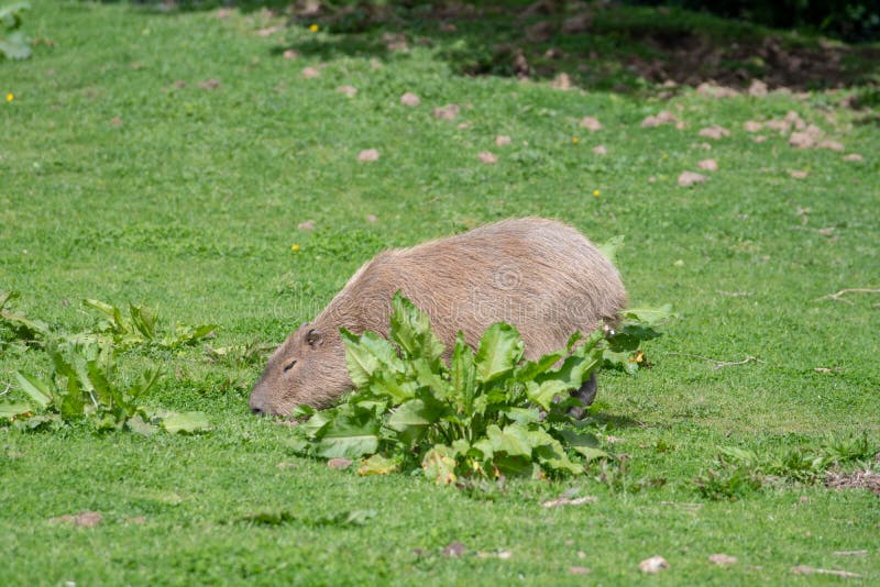 A Solo Capybara Grazing on Short Grass Stock Photo - Image of family ...