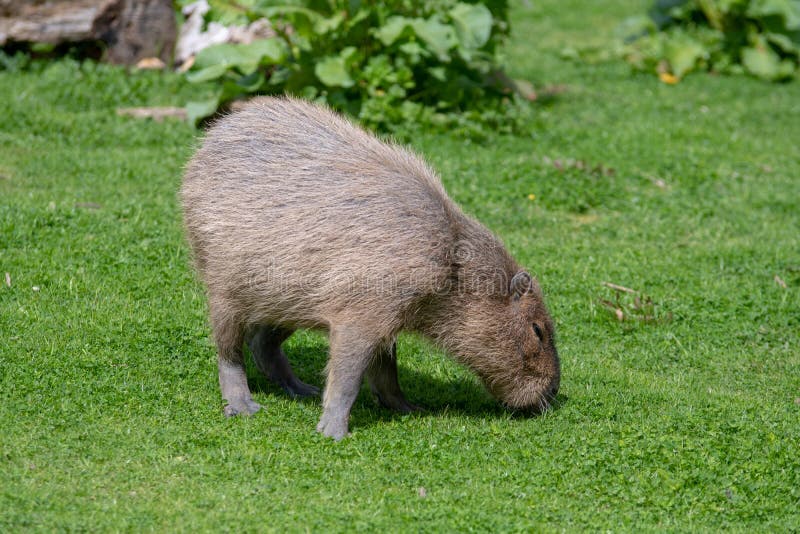 Capybara Grazing on Grass Inside Private Property. the Cabycara is a ...