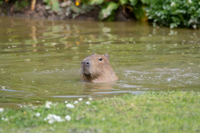 Capybara swimming stock image. Image of swamps, marshes - 24905099