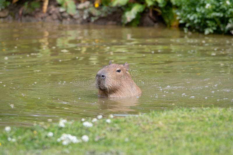 Capybara swimming stock image. Image of swamps, marshes - 24905099