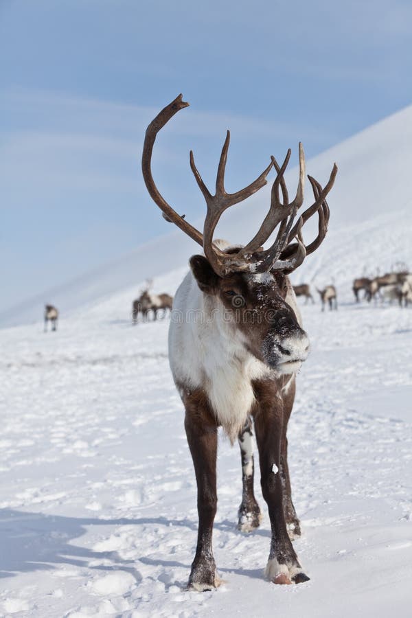 Caribú En Una Escena Del Invierno Foto de archivo - Imagen de gente ...