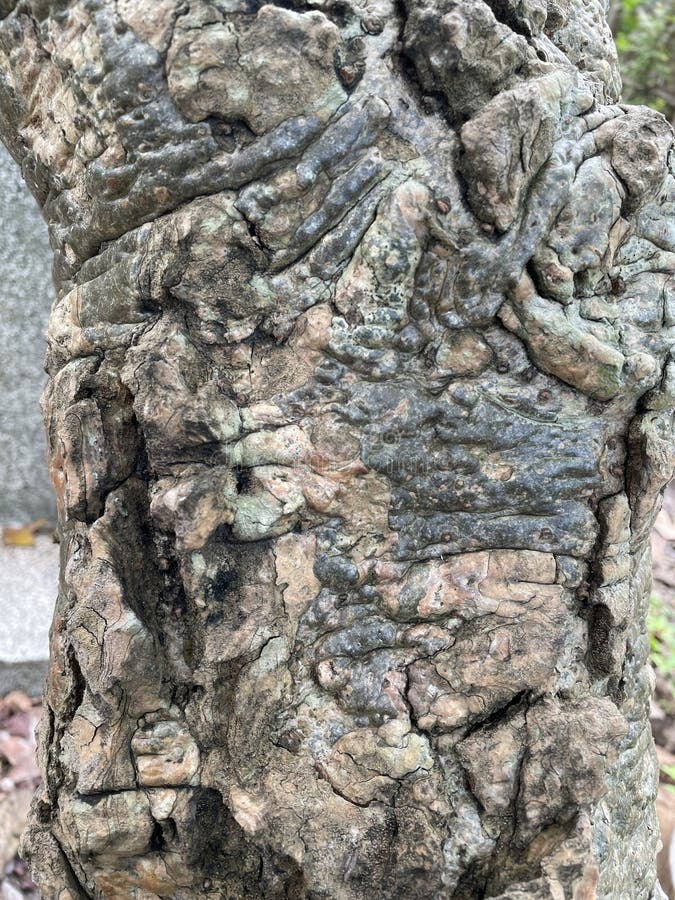 Texture of the Bark stock photo. Image of decorative - 275208590