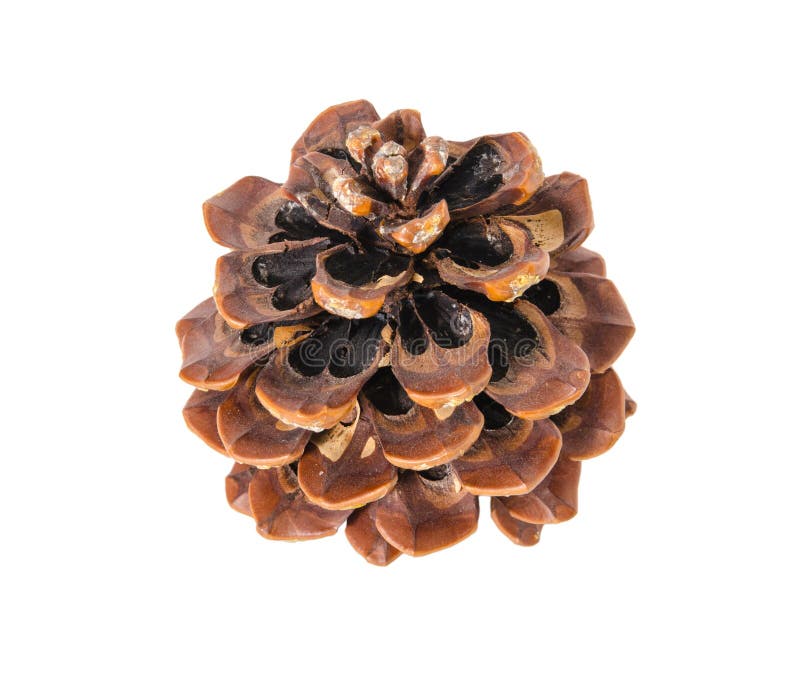 Detalle Joven De Piedra Del Cono Del Pino (Pinus Pinea) Foto de archivo ...