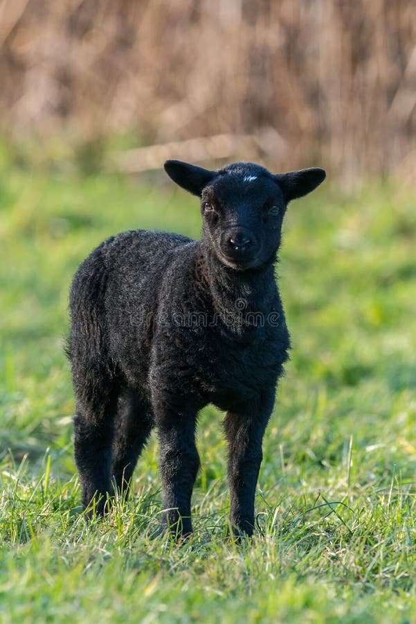 Cara Negra De Las Ovejas De La Oveja Foto de archivo - Imagen de negra ...