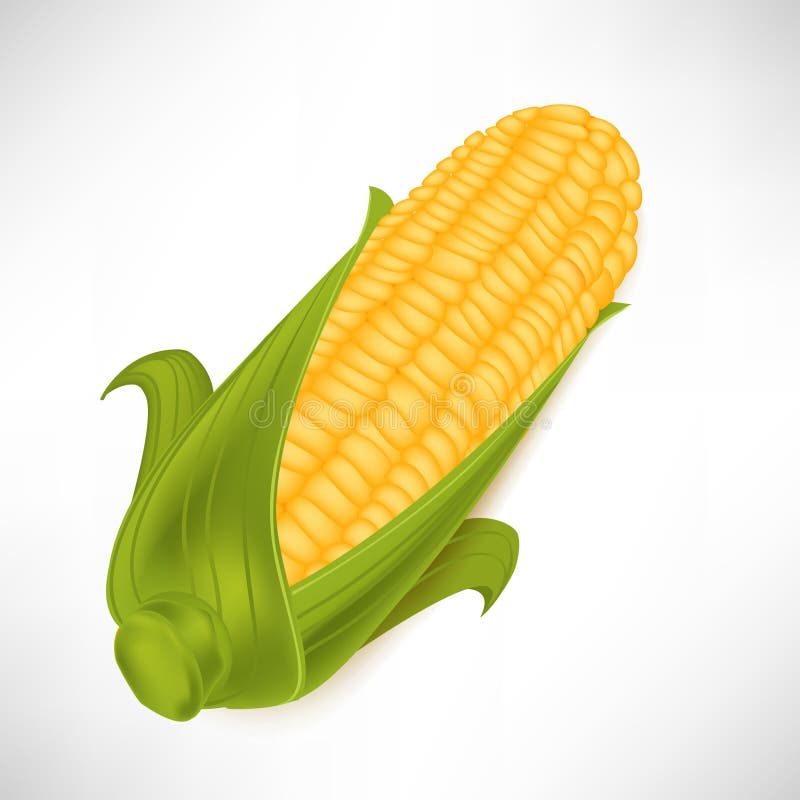 Elote Ilustraciones Stock, Vectores, Y Clipart – (6,870 Ilustraciones ...